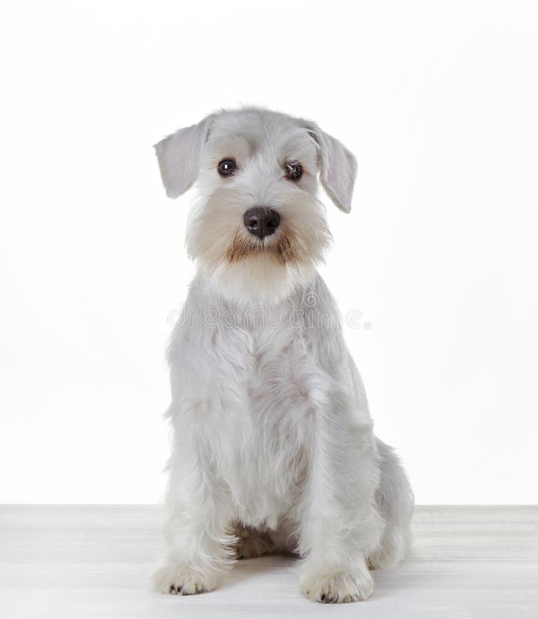 Perrito Blanco Del Schnauzer Miniatura Imagen de archivo - Imagen de ...