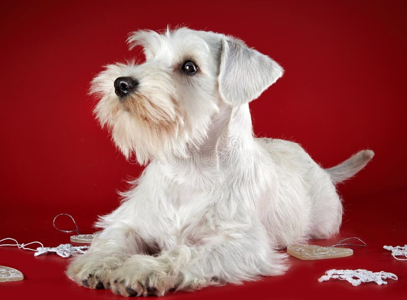 Perrito Blanco Del Schnauzer Miniatura Imagen de archivo - Imagen de ...