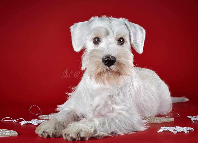 Perrito Blanco Del Schnauzer Miniatura Foto de archivo - Imagen de ...