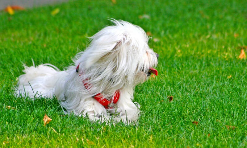 Perrito blanco lindo imagen de archivo. Imagen de hermoso - 13100323