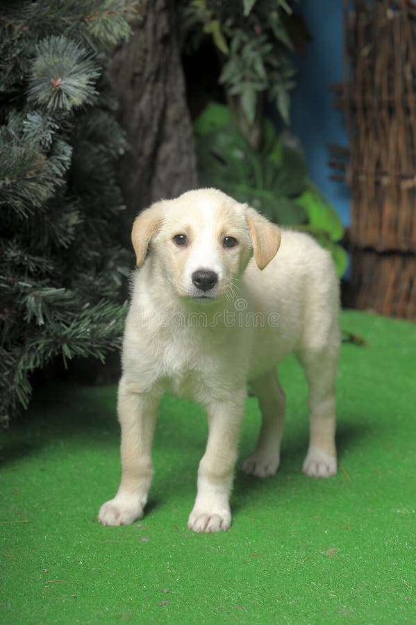 Perrito blanco lindo foto de archivo. Imagen de curioso - 33428094
