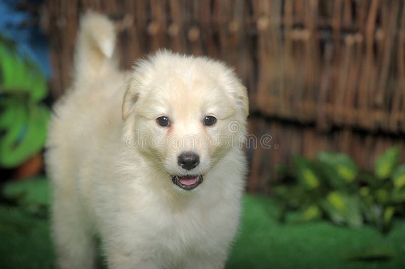 Perrito blanco lindo imagen de archivo. Imagen de interior - 33428611