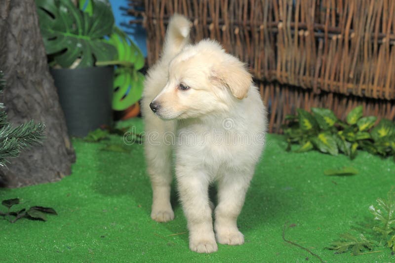 Perrito blanco lindo foto de archivo. Imagen de color - 33428702