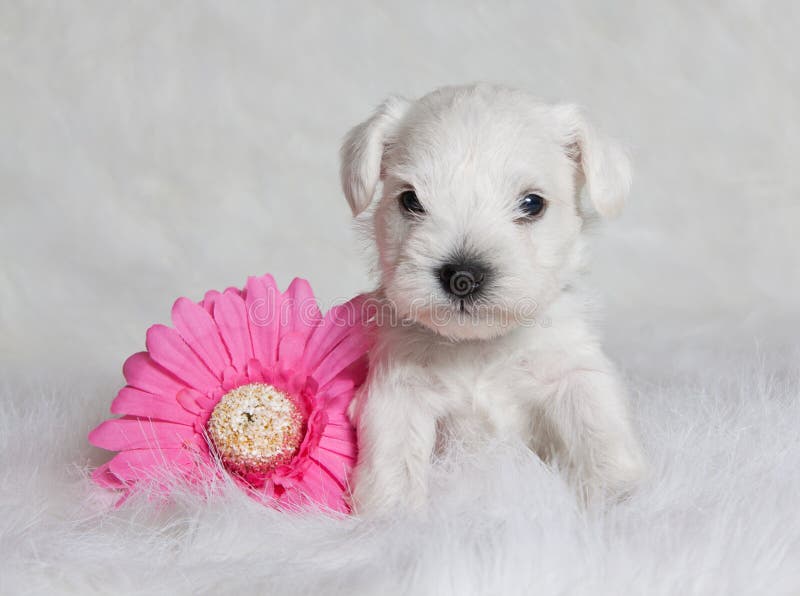 Perrito blanco lindo foto de archivo. Imagen de purebred - 40930266