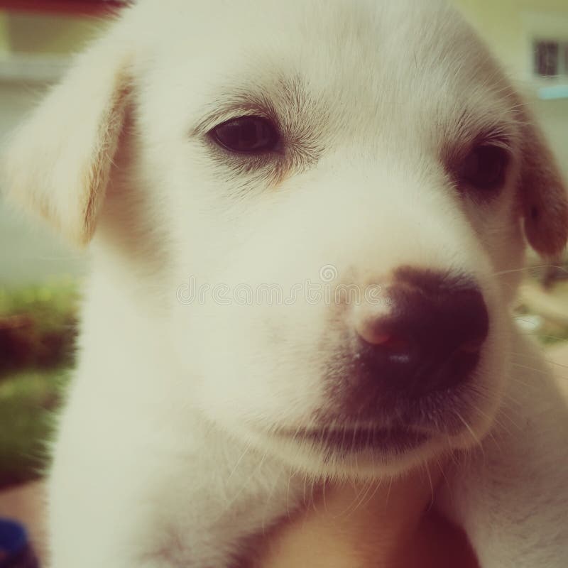 Perrito blanco lindo imagen de archivo. Imagen de purebred - 60227831