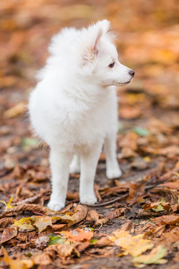 Perrito blanco lindo imagen de archivo. Imagen de perrito - 78663761