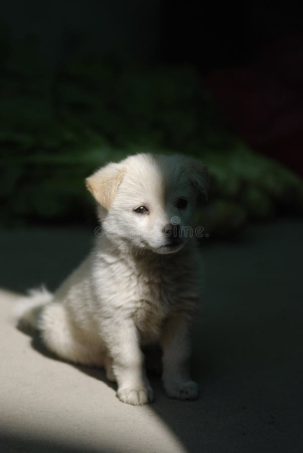 Perrito Blanco Precioso Imagen. Imagen: 4555833