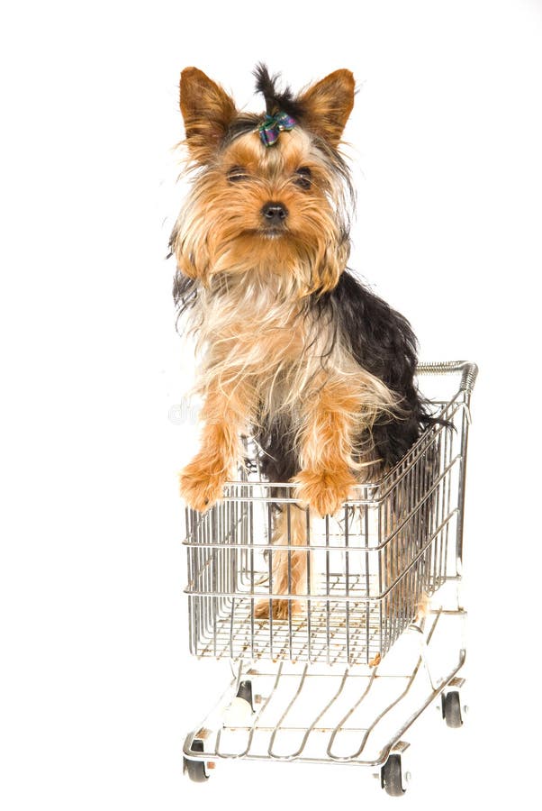 Perrito Bonito De Yorkie Dentro Del Mini Carro De Compras Imagen de ...