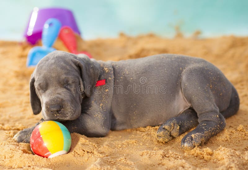Perrito cansado foto de archivo. Imagen de azul, collar - 75898682