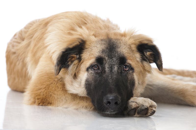 Perrito cansado foto de archivo. Imagen de caminata, central - 36341404