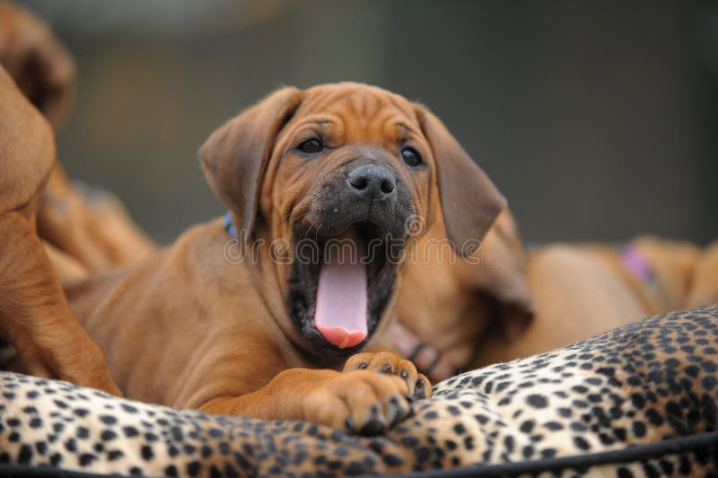Perrito cansado foto de archivo. Imagen de mascota, perrito - 57350120