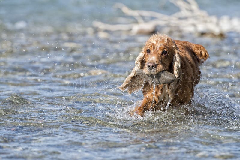 Perrito Cocker Spaniel Del Perro Que Juega En El Agua Foto de archivo ...