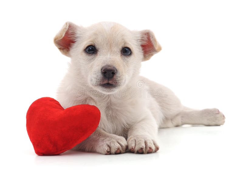 Perrito con el corazón foto de archivo. Imagen de emociones - 118808882