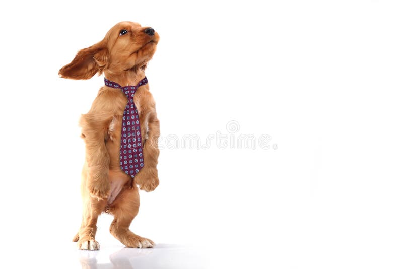 Perrito con el lazo imagen de archivo. Imagen de aislado - 8491551