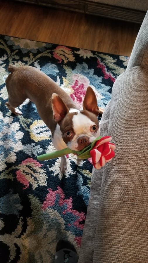 Perrito con la flor foto de archivo. Imagen de mascota - 43252934