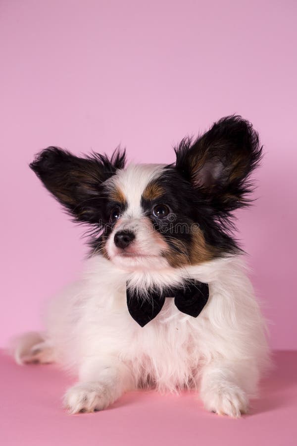 Perrito Con La Corbata De Lazo Imagen de archivo - Imagen de felicidad ...