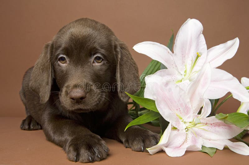 Cachorro con flor imagen de archivo. Imagen de tiro, lindo - 16293647