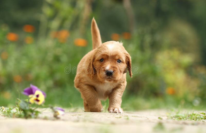 Perrito con la flor foto de archivo. Imagen de perro - 17259598