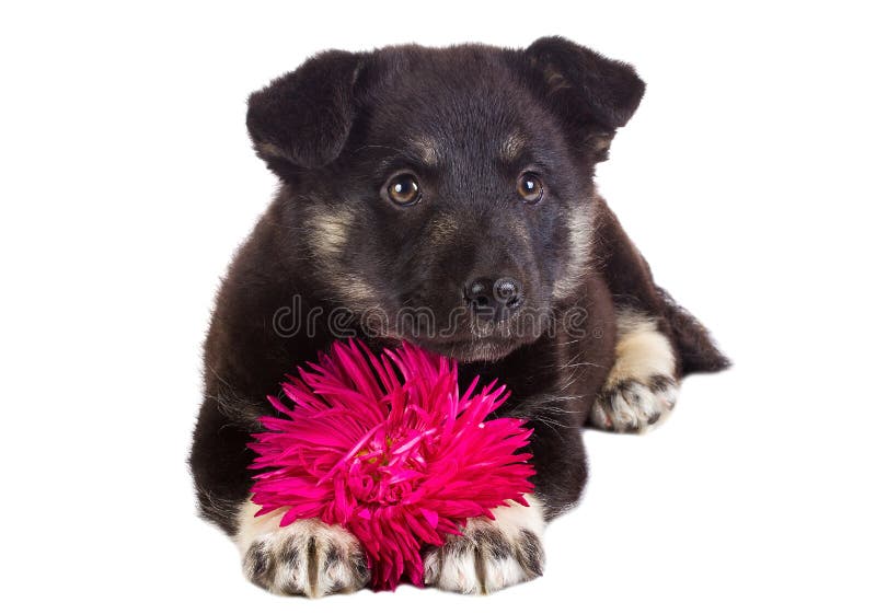 Perrito con la flor imagen de archivo. Imagen de concepto - 22809081