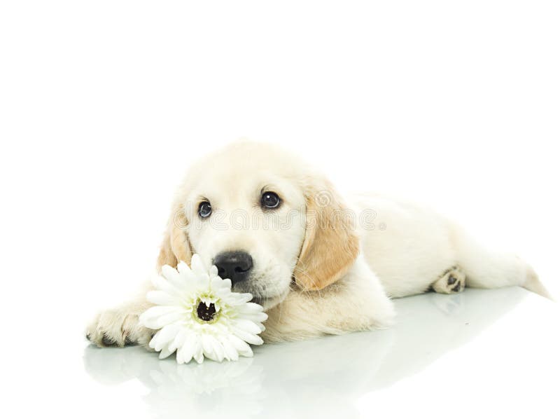Perrito Con La Flor De La Primavera Imagen de archivo - Imagen de ...