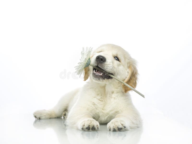 Perrito Con La Flor En Boca Foto de archivo - Imagen de perezoso ...