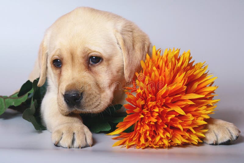 Perrito con una flor. imagen de archivo. Imagen de labrador - 8257643