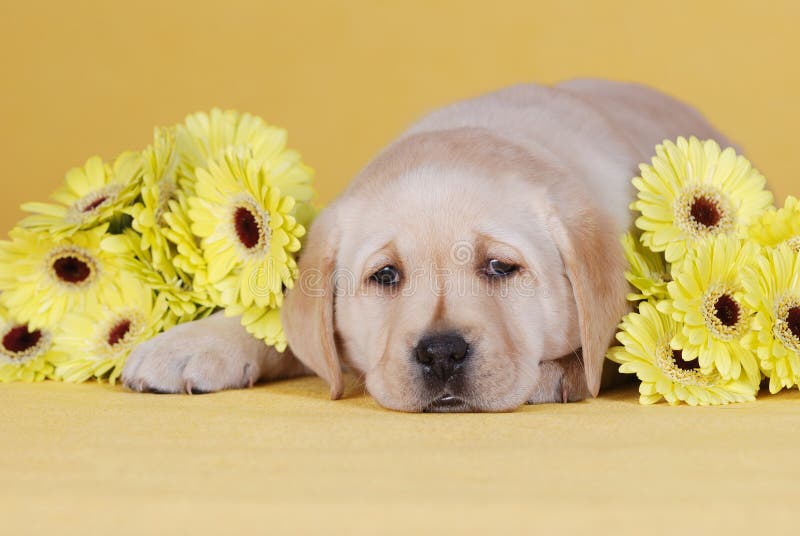 Perrito Con Las Flores Amarillas Imagen de archivo - Imagen de catorce ...