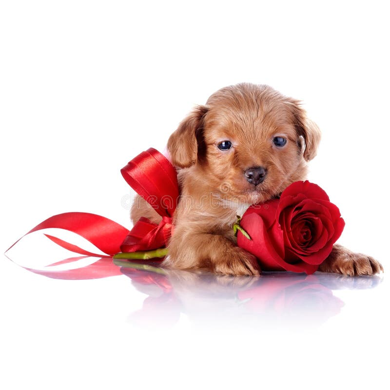 Perrito Con Un Arco Rojo Y Una Rosa Foto de archivo - Imagen de ...