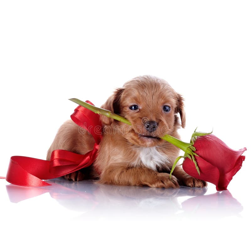 Perrito Con Un Arco Rojo Y Una Rosa Foto de archivo - Imagen de ...