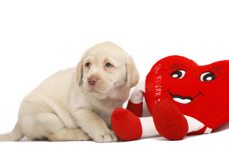 Perrito De Labrador Con El Corazón Rojo Foto de archivo - Imagen de ...