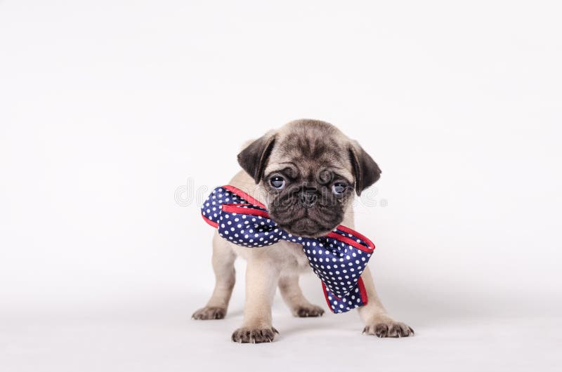 Perrito Con Una Corbata De Lazo Foto de archivo - Imagen de lindo ...