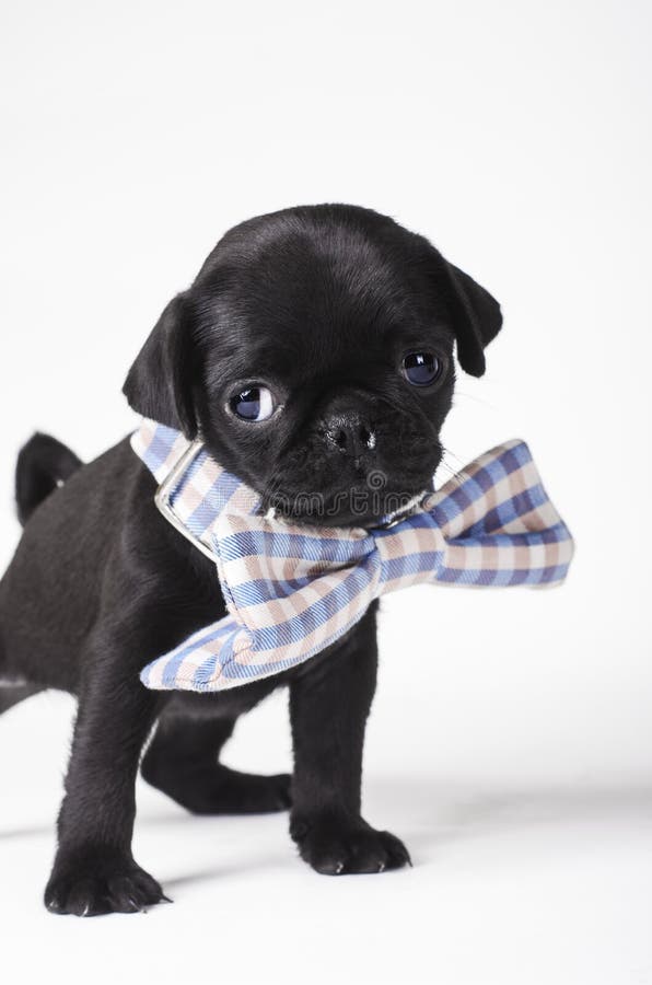 Perrito Con Una Corbata De Lazo Imagen de archivo - Imagen de animales ...
