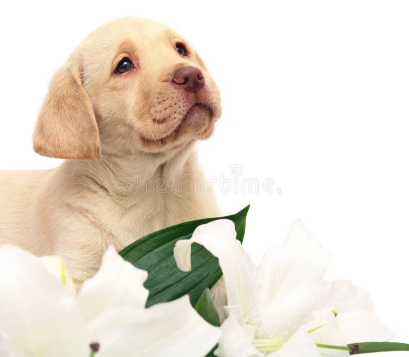 Perrito Con Una Flor Blanca. Imagen de archivo - Imagen de amigo ...