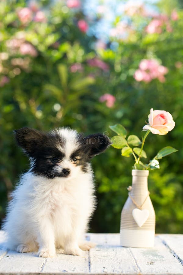Perrito con una rosa foto de archivo. Imagen de casta - 125980704