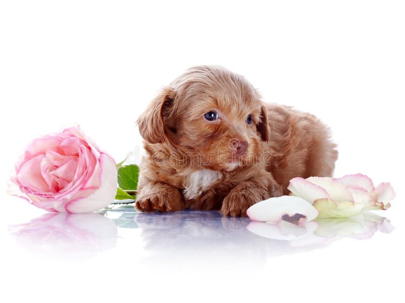 Perrito con una rosa imagen de archivo. Imagen de rosa - 37829171