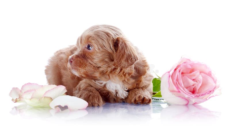 Perrito Con Una Rosa En Una Manta Imagen de archivo - Imagen de perro ...