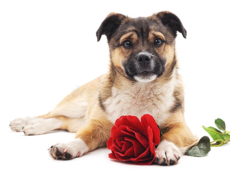 Perrito con una rosa foto de archivo. Imagen de valentina - 65473862