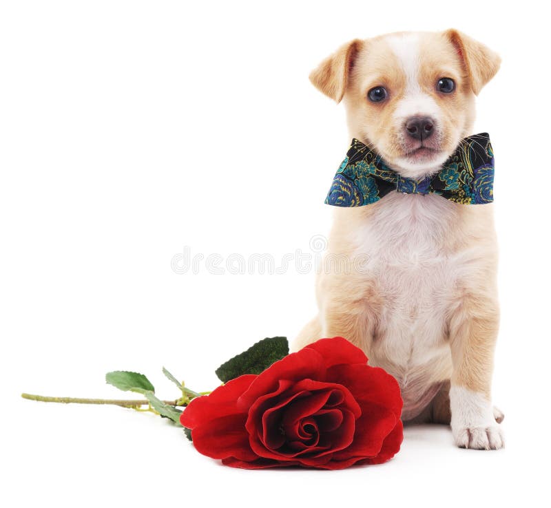 Perrito En Pétalos Color De Rosa Imagen de archivo - Imagen de fondo ...