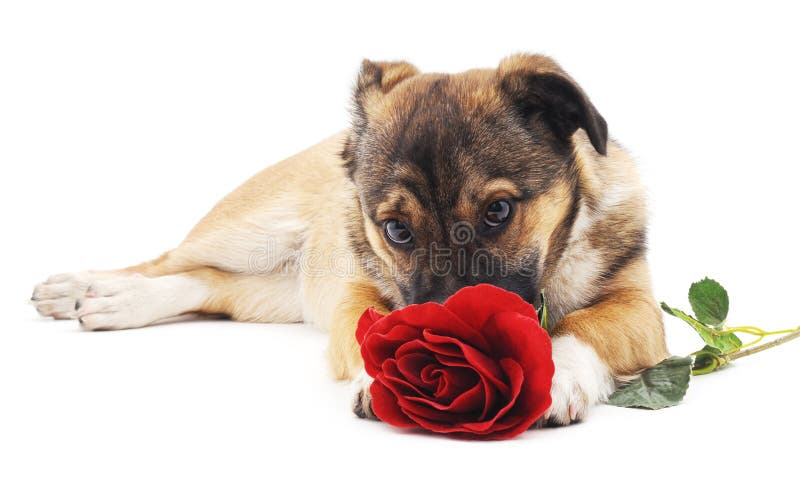Perrito con una rosa foto de archivo. Imagen de mascotas - 67122320