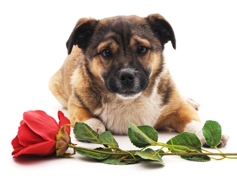 Perrito con una rosa imagen de archivo. Imagen de animal - 76771161