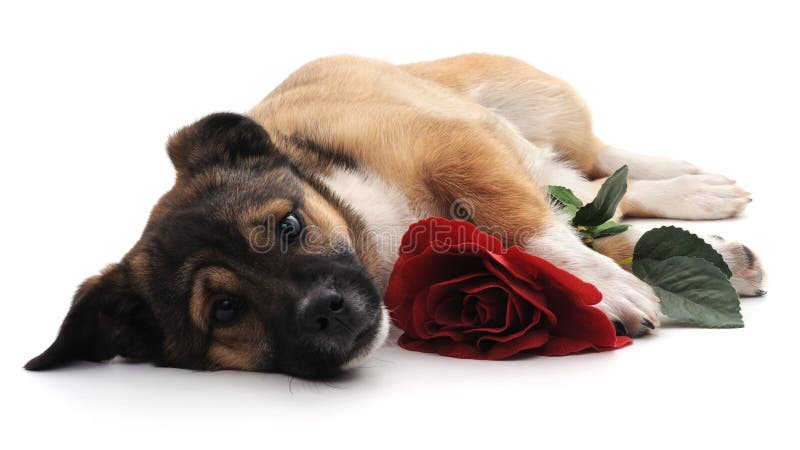 Perrito con una rosa imagen de archivo. Imagen de animal - 76771161