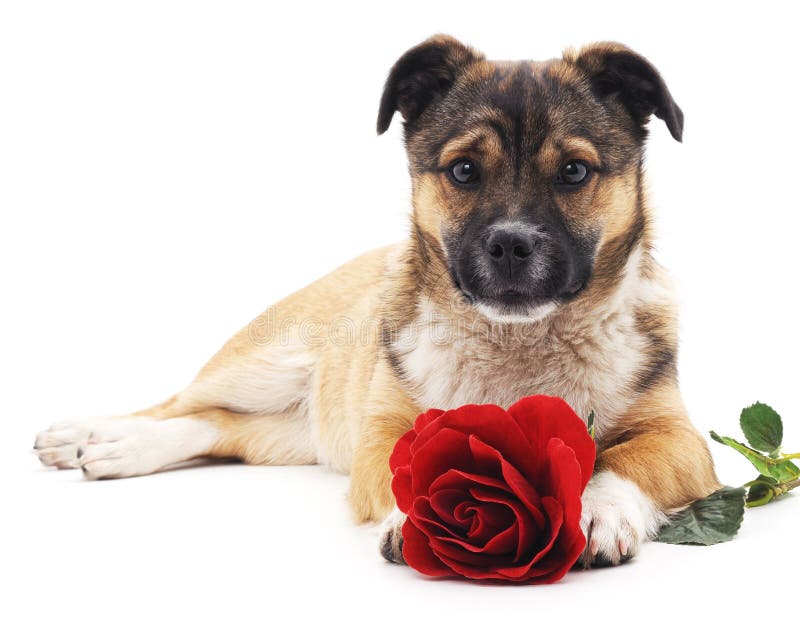 Perrito En Pétalos Color De Rosa Imagen de archivo - Imagen de fondo ...