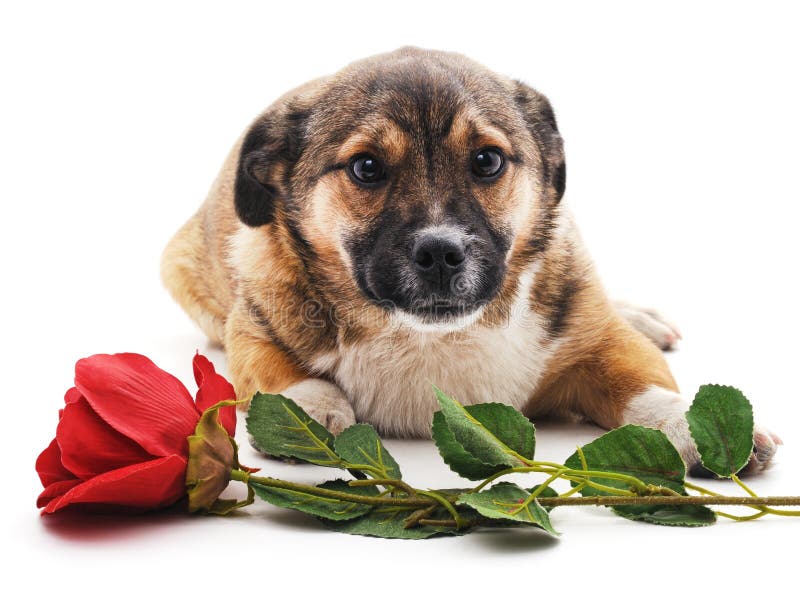 Perrito con una rosa imagen de archivo. Imagen de joven - 80521325