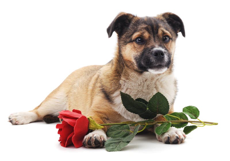 Perrito con una rosa imagen de archivo. Imagen de joven - 80521325