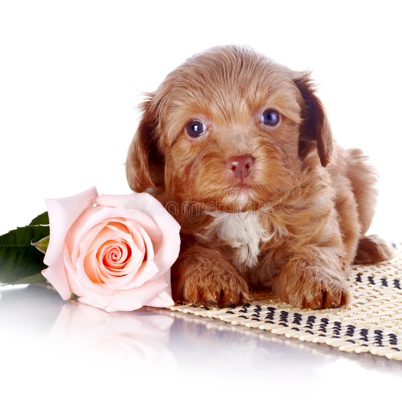 Perrito Con Una Rosa En Una Manta Imagen de archivo - Imagen de perrito ...