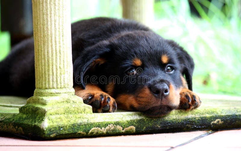 Perrito contento foto de archivo. Imagen de contenido - 25220472