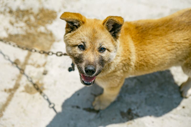Cachorro De Jindo Fotos de stock - Fotos libres de regalías de Dreamstime