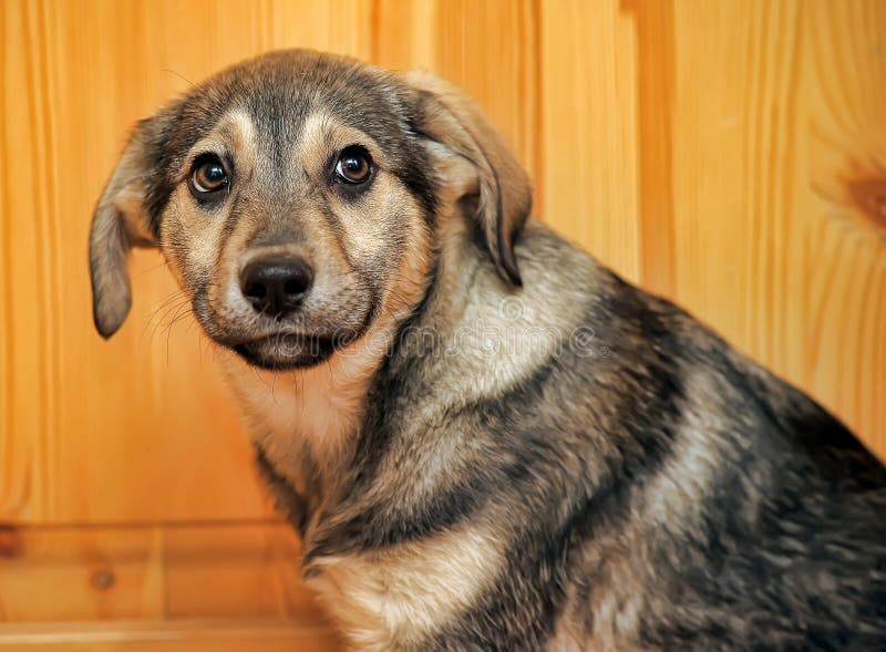Perrito culpable imagen de archivo. Imagen de culpable - 37896995