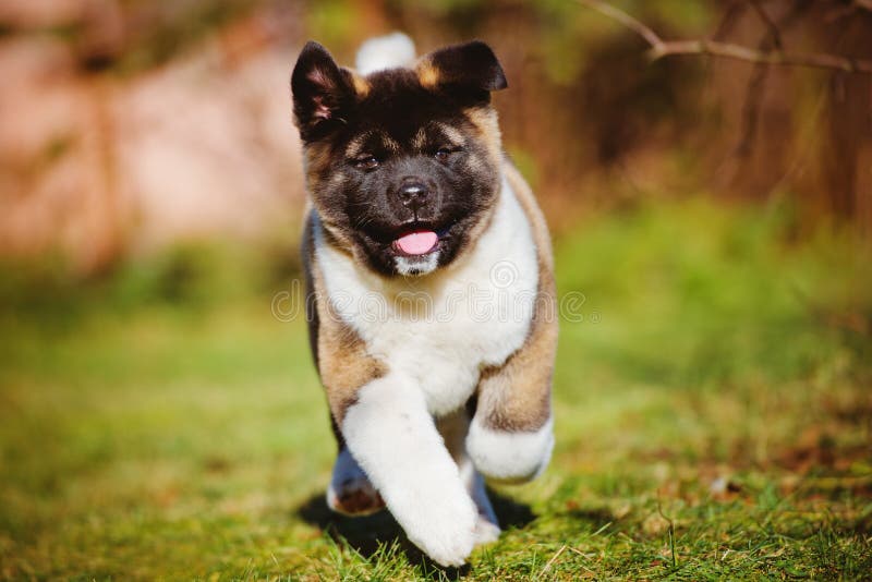 Perrito De Akita Del Americano Imagen de archivo - Imagen de frente ...