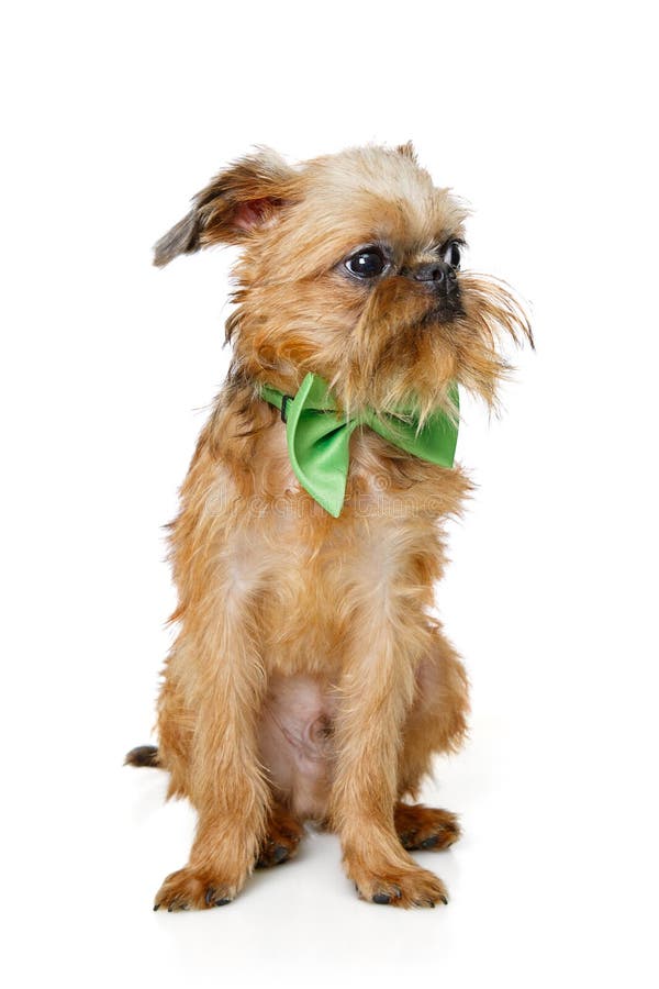 Perrito De Bruselas Griffon Con La Corbata De Lazo Imagen de archivo ...